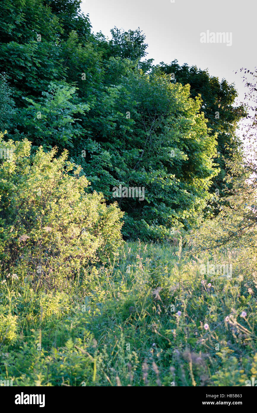 Breeding (nesting) Habitat of the Common Shrike (Lanius collurio ...