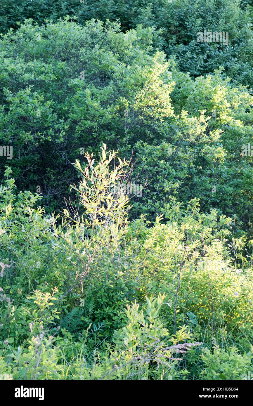 Breeding (nesting) Habitat of the Common Shrike (Lanius collurio ...