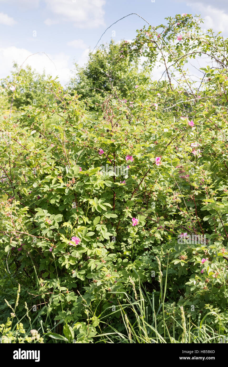 Breeding (nesting) Habitat of the Common Shrike (Lanius collurio ...