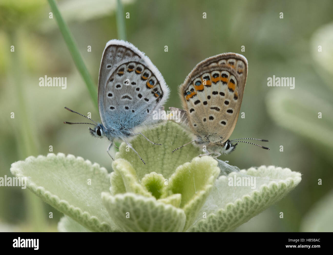 Mating pair of idas blue butterflies (Lycaeides idas) in southern ...