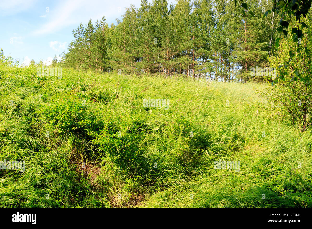 Breeding (nesting) Habitat of the Common Shrike (Lanius collurio ...