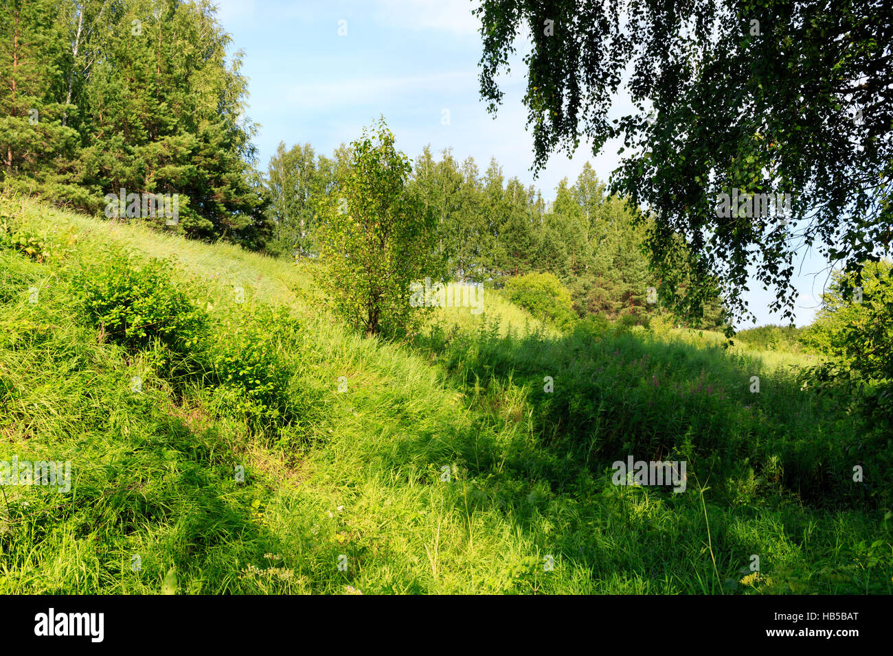 Breeding (nesting) Habitat of the Common Shrike (Lanius collurio ...
