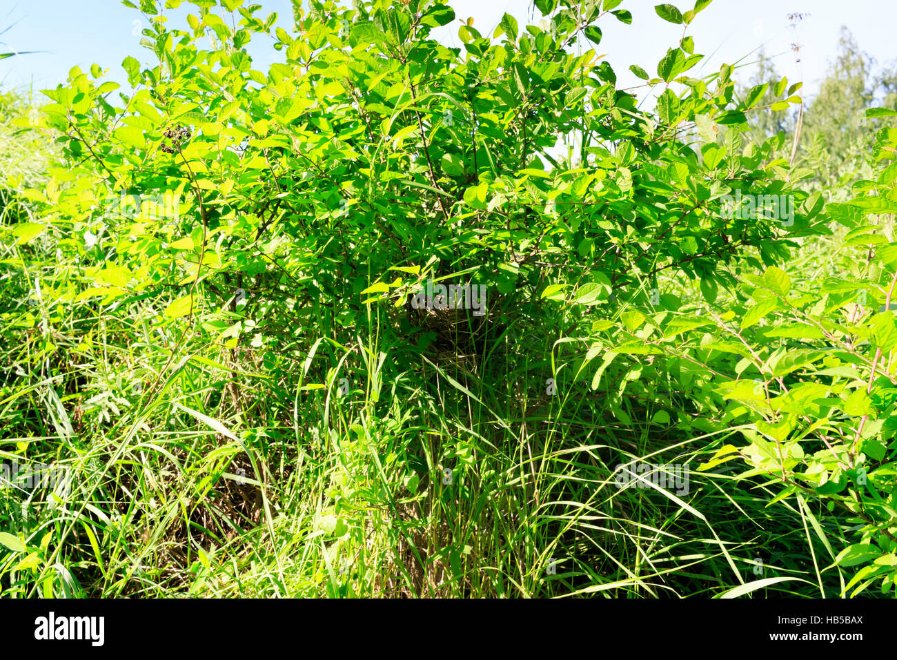 Breeding (nesting) Habitat of the Common Shrike (Lanius collurio ...