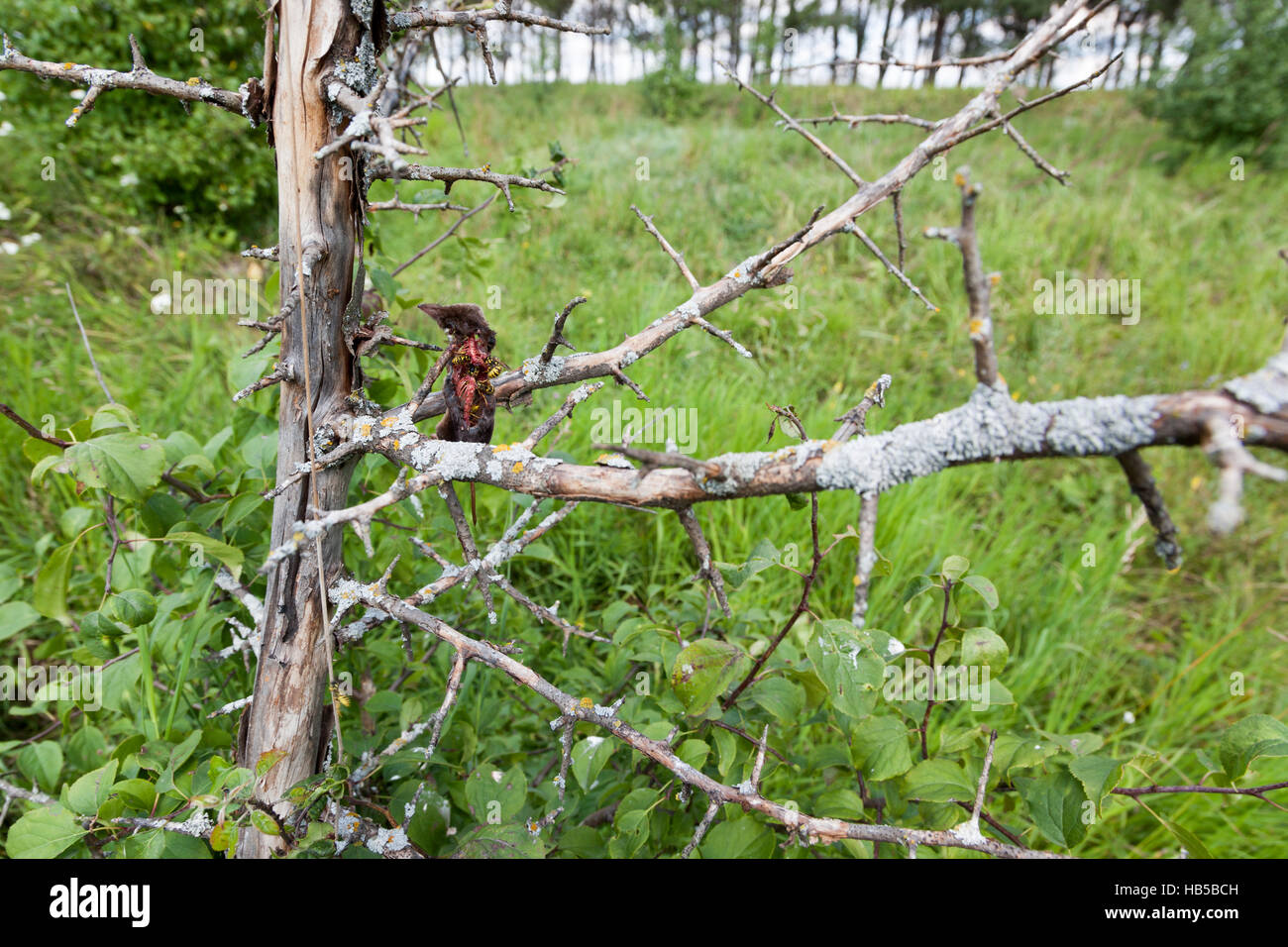 shrewmouse - prey of the Common Shrike (Lanius collurio Stock Photo - Alamy