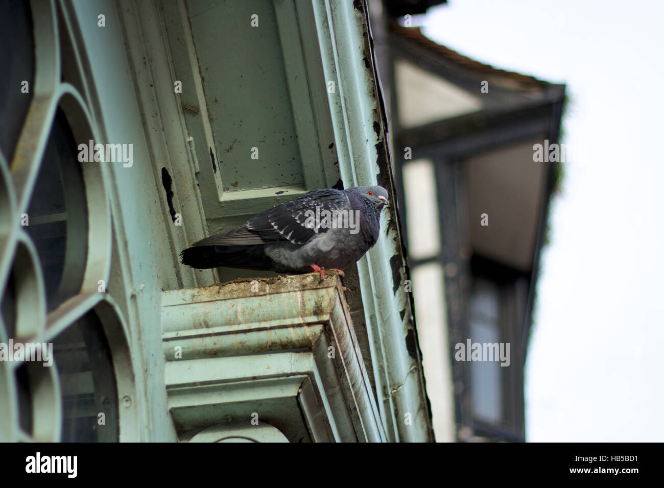 A bird sitting on a building entrance frame Stock Photo - Alamy