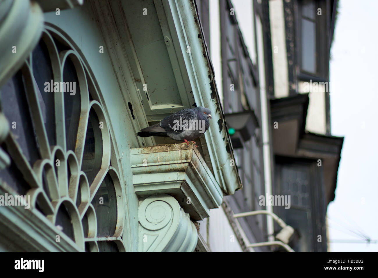 A bird sitting on a building entrance frame. Broader view Stock Photo ...