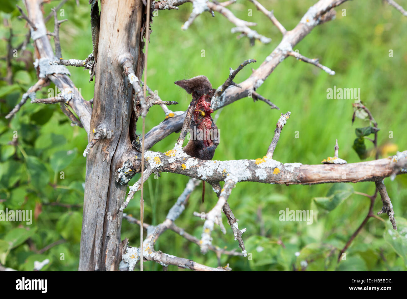 shrewmouse - prey of the Common Shrike (Lanius collurio Stock Photo - Alamy