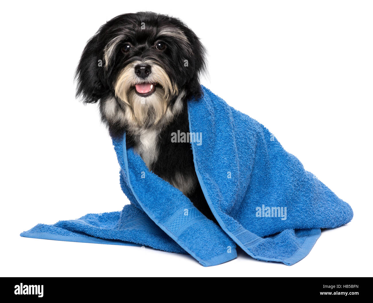 Happy dry havanese puppy dog after bath is dressed in a blue towel ...