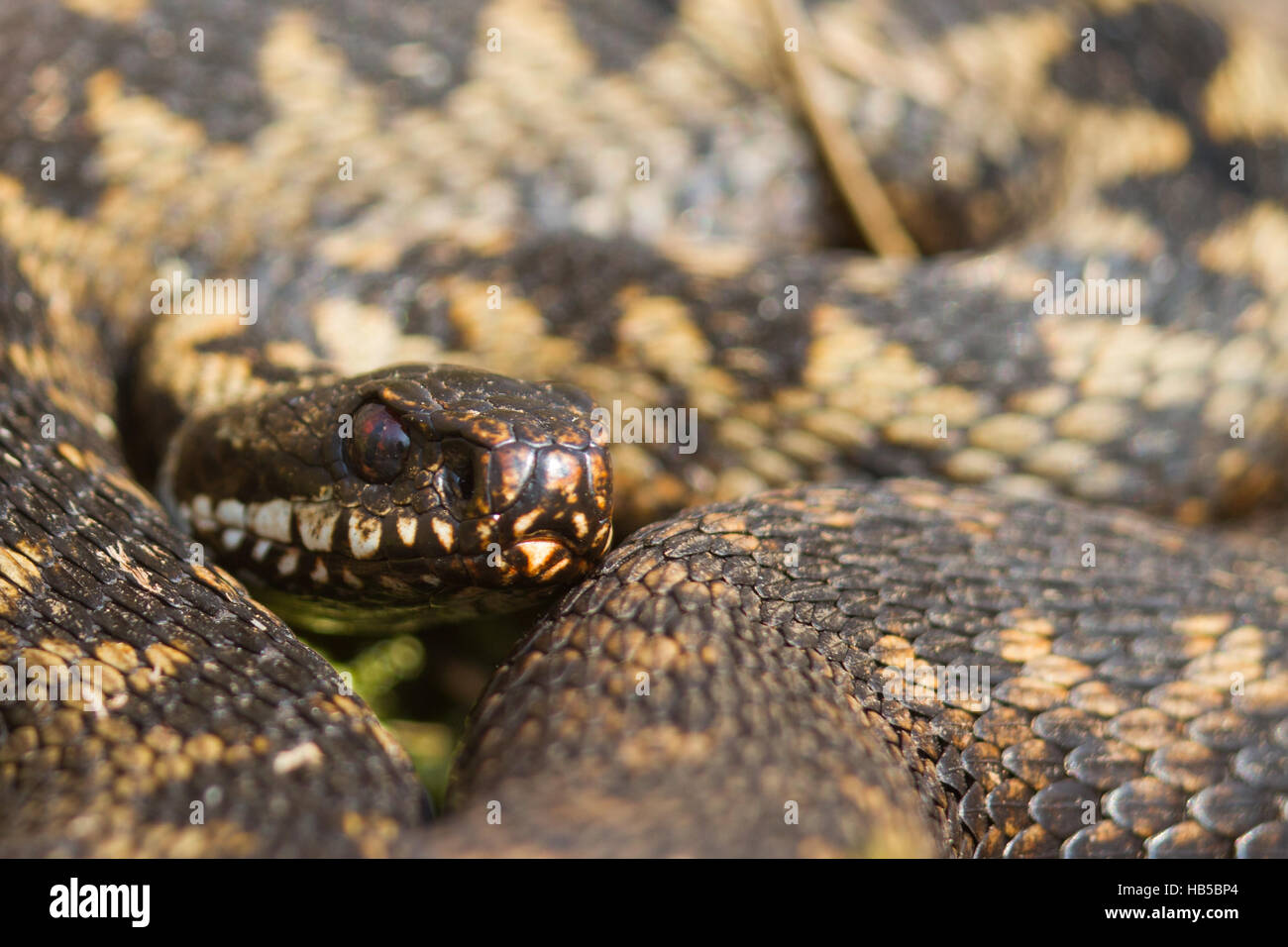 Viper snake with sharp head and unsharp body Stock Photo - Alamy