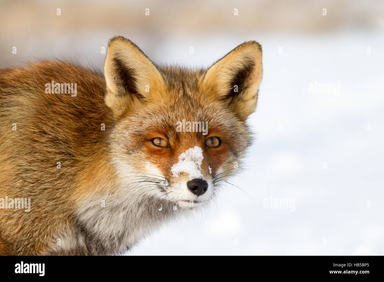 Portrait of a fox in the snow Stock Photo - Alamy