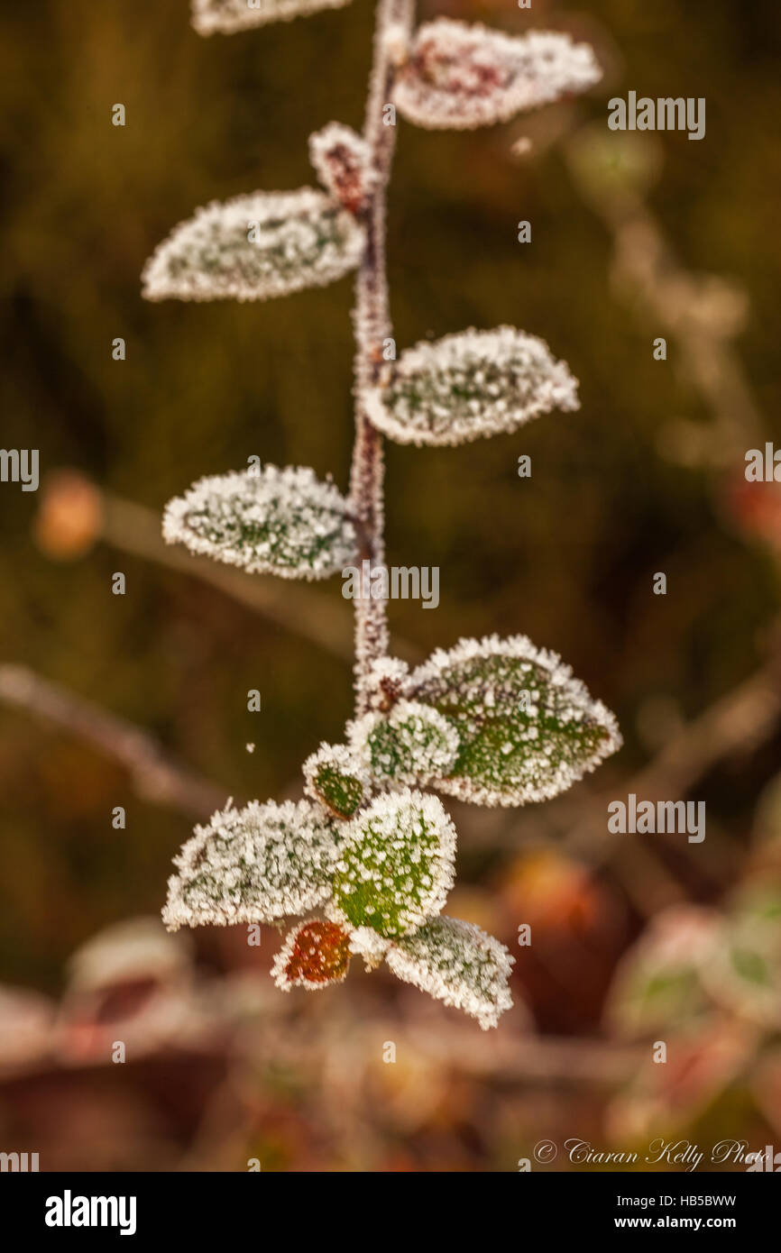 Winter garden scene Stock Photo - Alamy