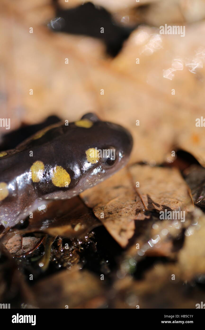 Spotted Salamander [Ambystoma maculatum].Pennsylvania,USA Stock Photo ...