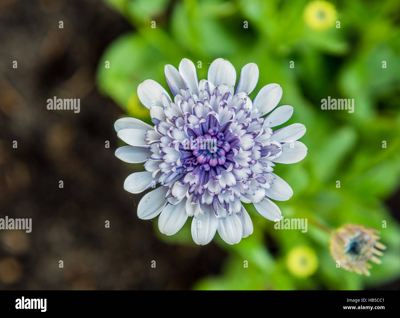 small verbena flower growing in the garden Stock Photo - Alamy