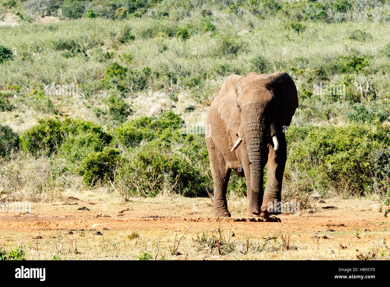 African Elephant lifting his leg in his walk Stock Photo - Alamy