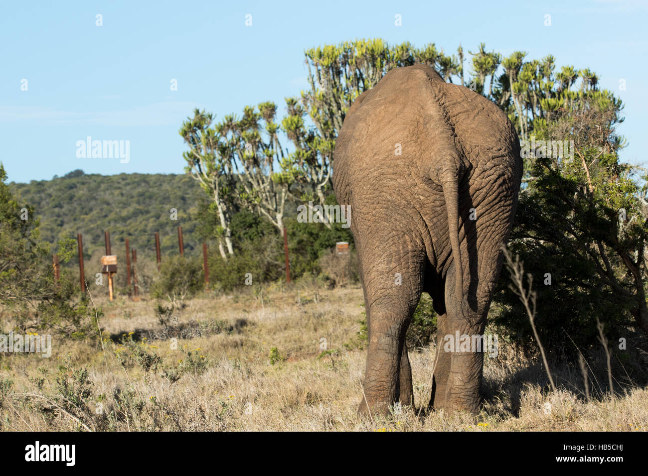 Elephants backside hi-res stock photography and images - Alamy