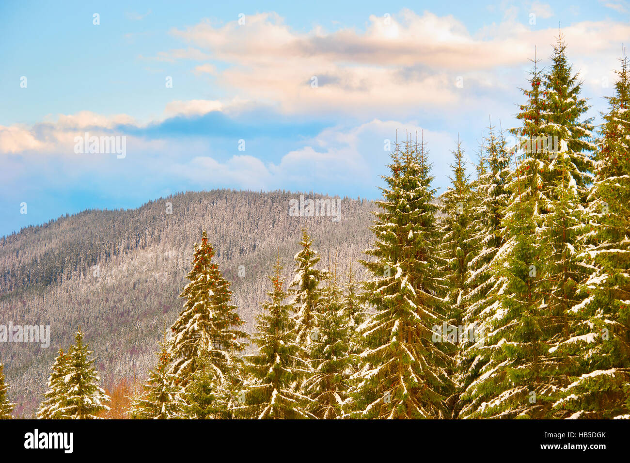 Foreground fir forest hi-res stock photography and images - Alamy