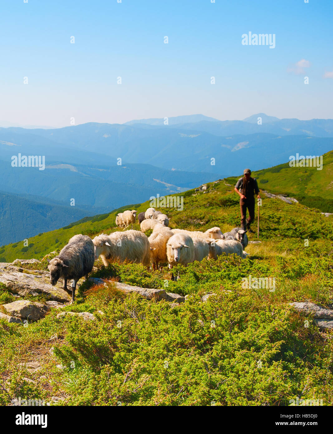 Shepherd with herd of sheeps on top of mountains Stock Photo - Alamy