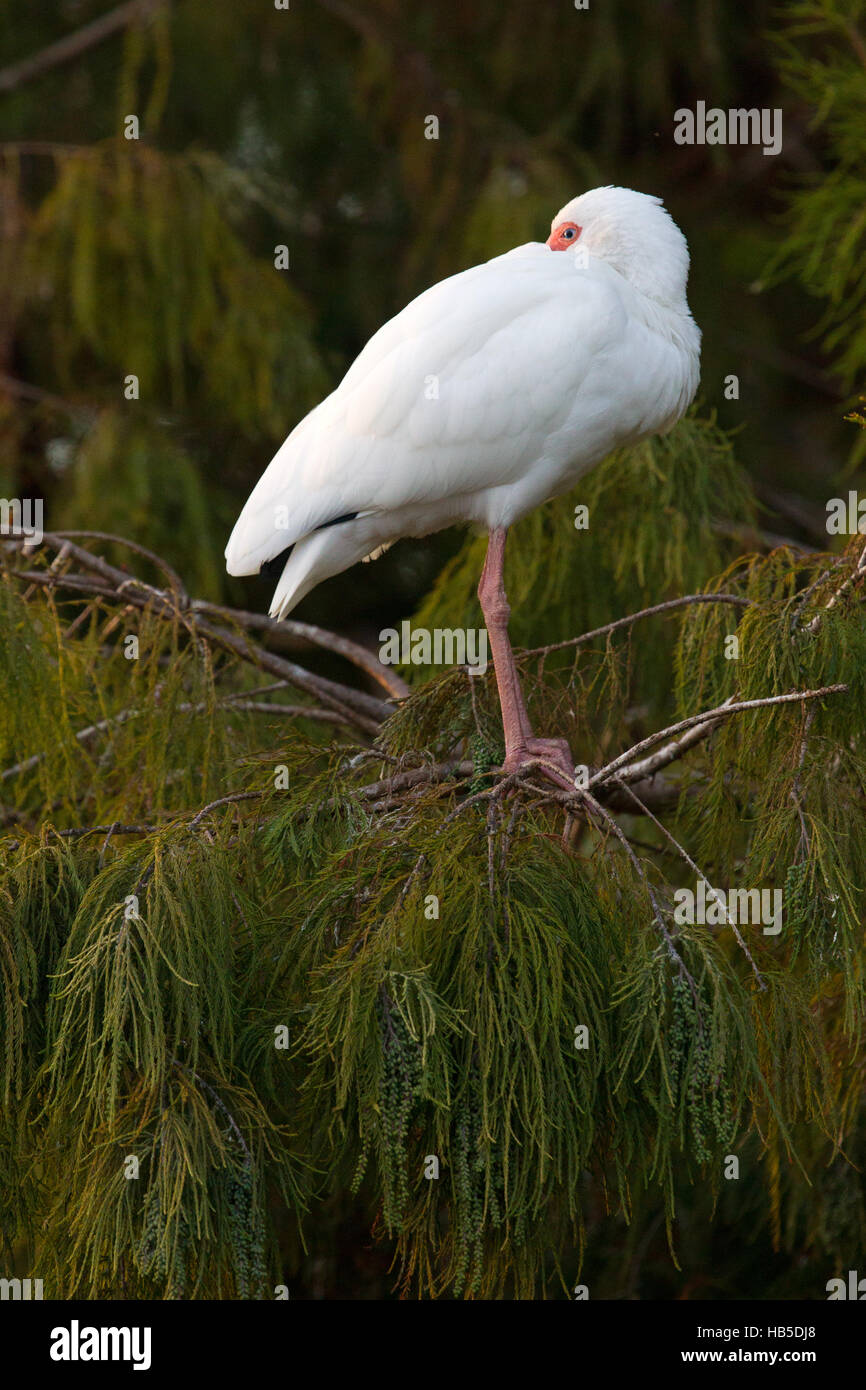 White Ibis perched in a Cypress tree, Florida Stock Photo - Alamy