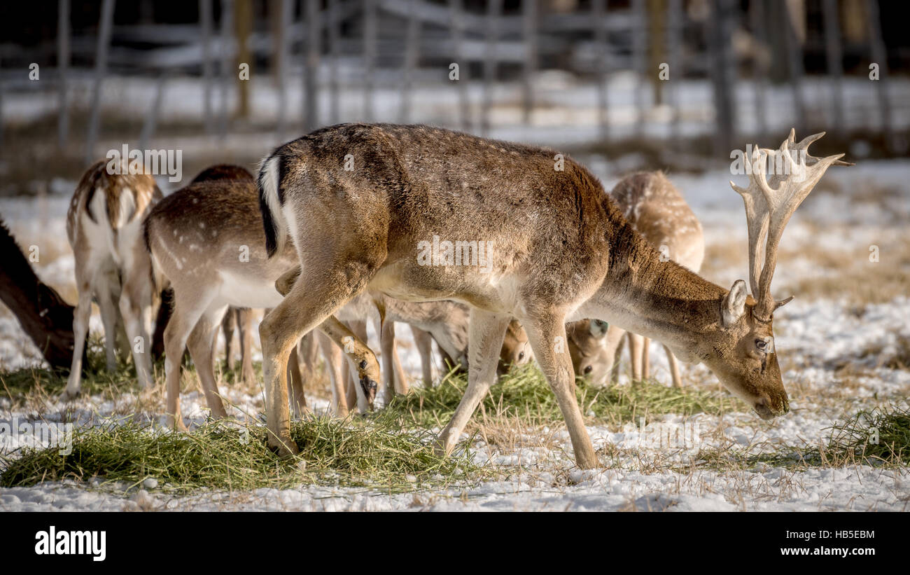 Male fallow deer small hi-res stock photography and images - Alamy