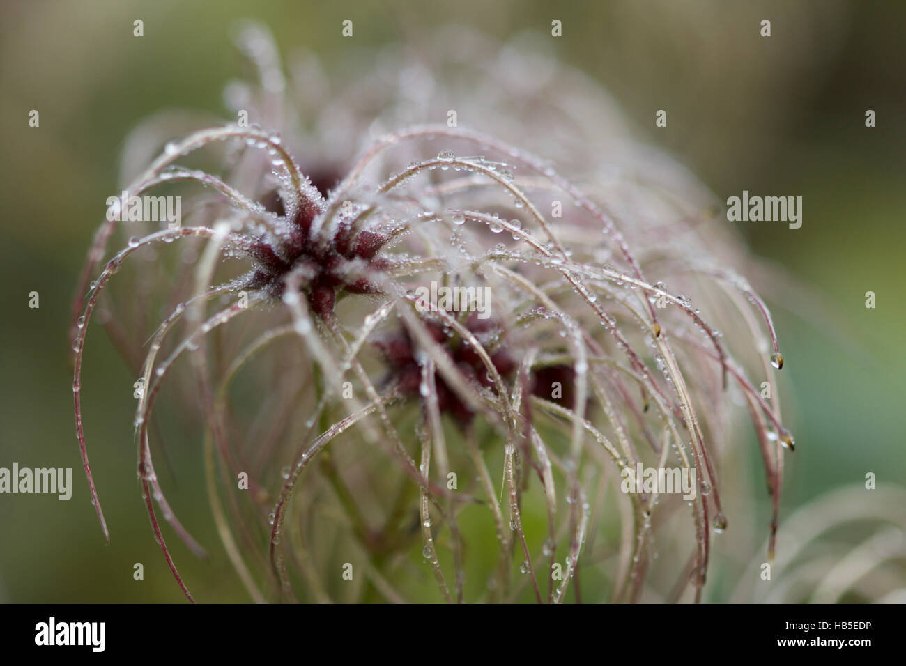 Clematis virginiana hi-res stock photography and images - Alamy