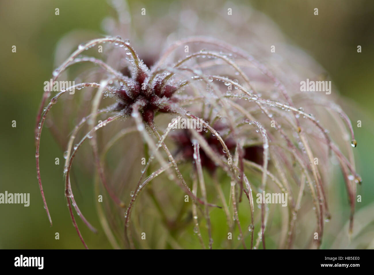 Clematis virginiana hi-res stock photography and images - Alamy