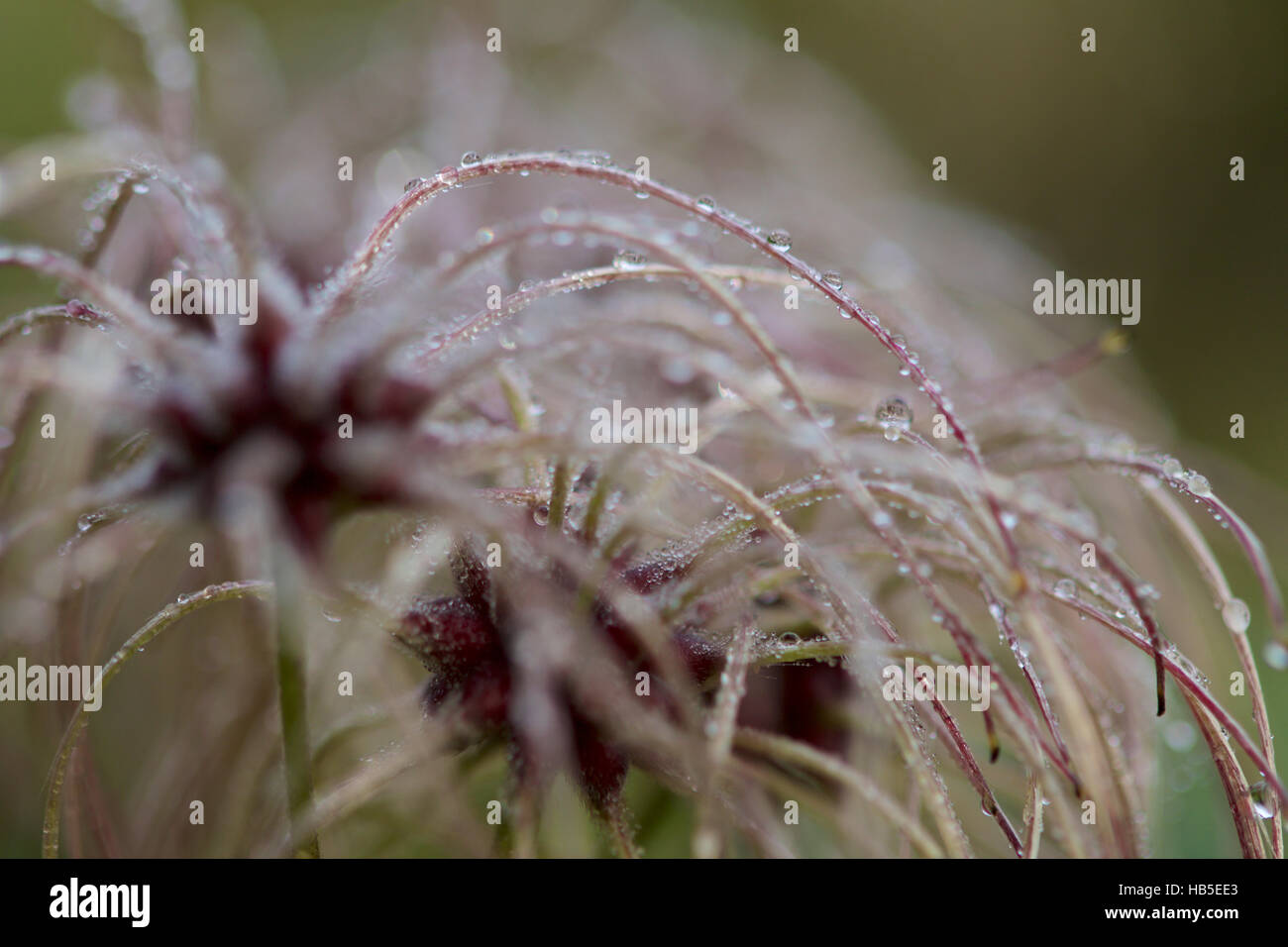 Clematis virginiana hi-res stock photography and images - Alamy