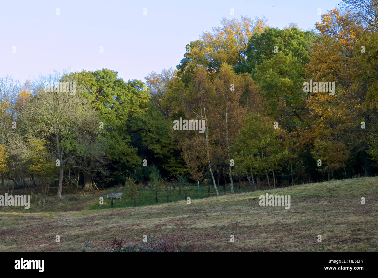 Countryside landscape with trees, grass and blue sky Stock Photo - Alamy
