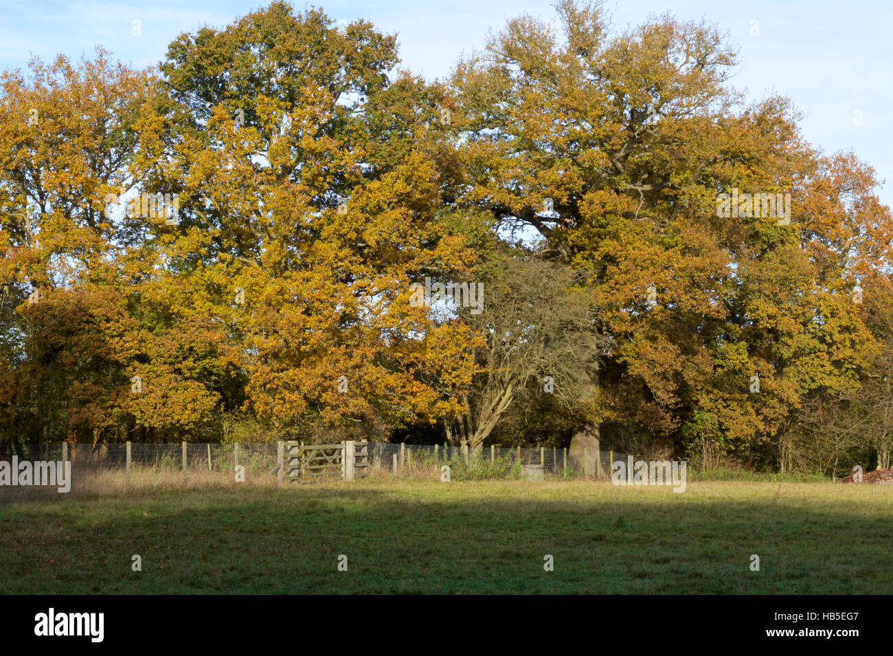Countryside landscape with trees, grass and blue sky Stock Photo - Alamy