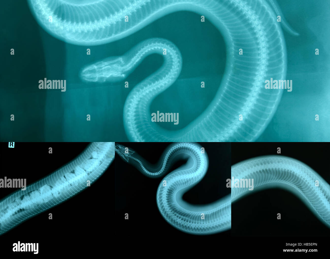 x ray picture of wild snake skeleton Stock Photo - Alamy