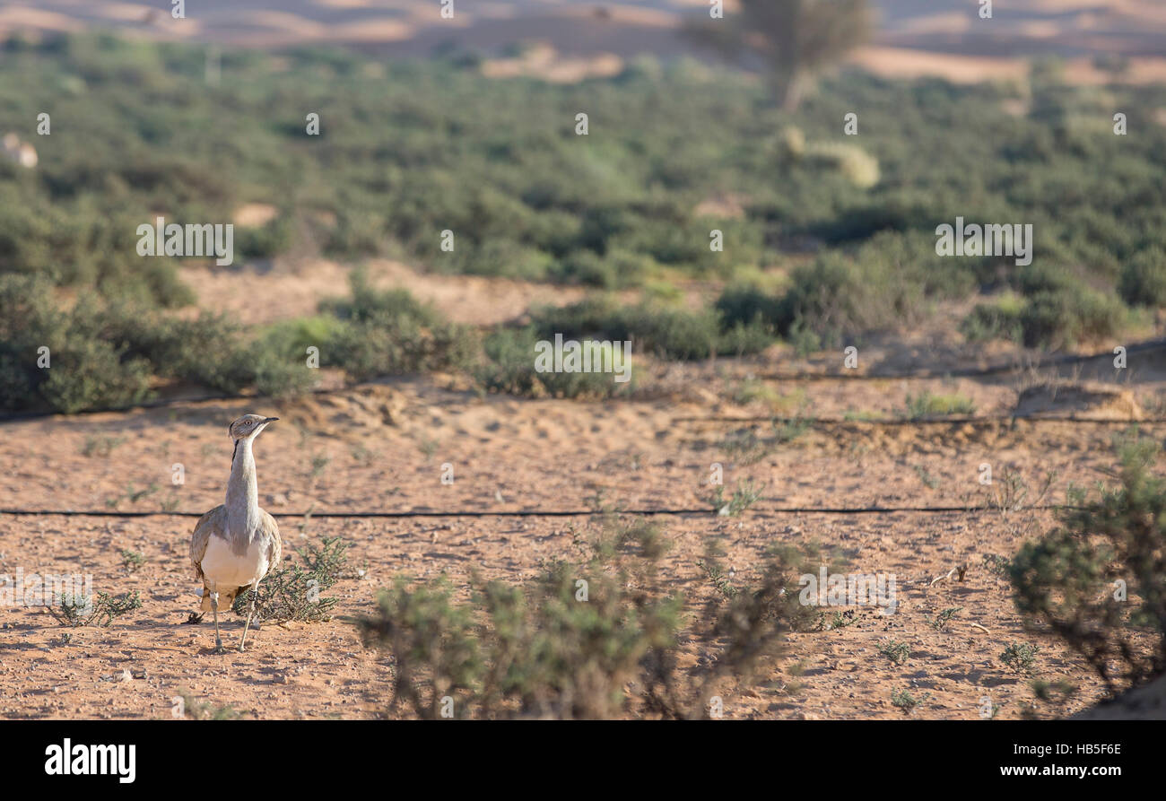 Houbara bustard (chlamydotis undulata) in a desert near dubai Stock ...