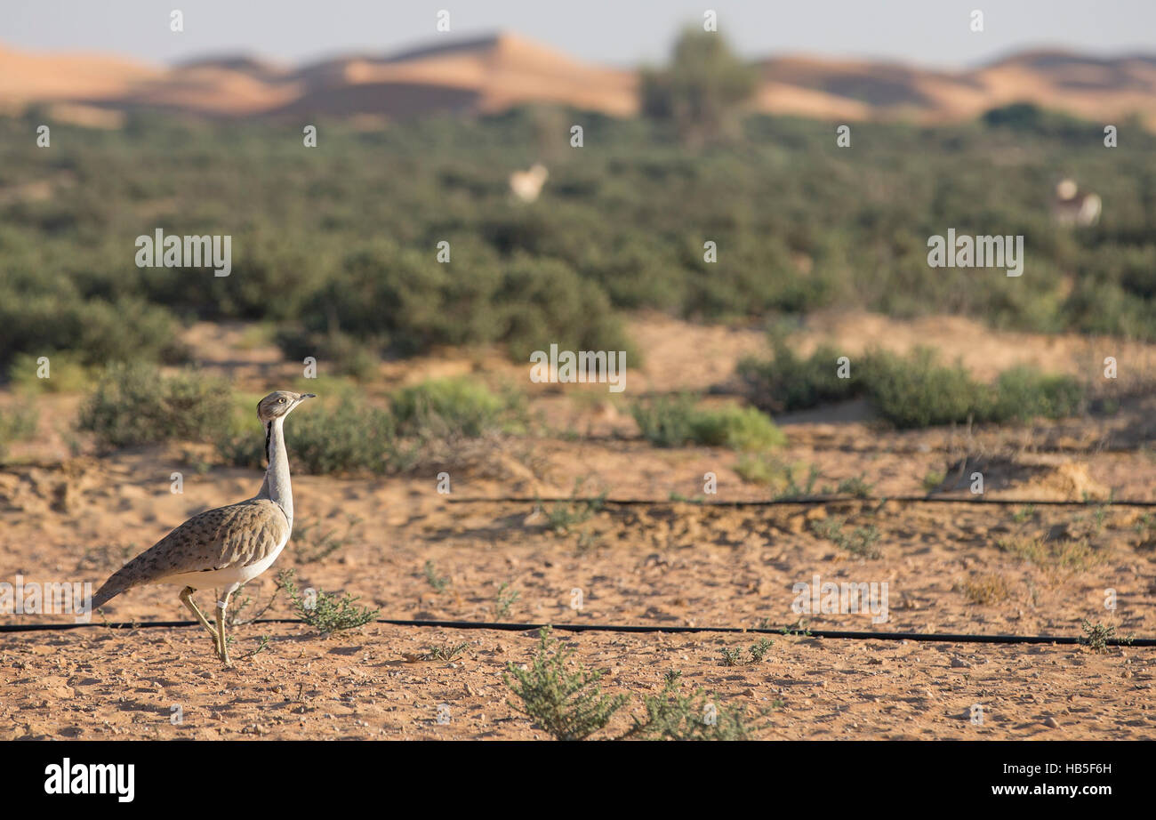 Arabian bustard hi-res stock photography and images - Alamy
