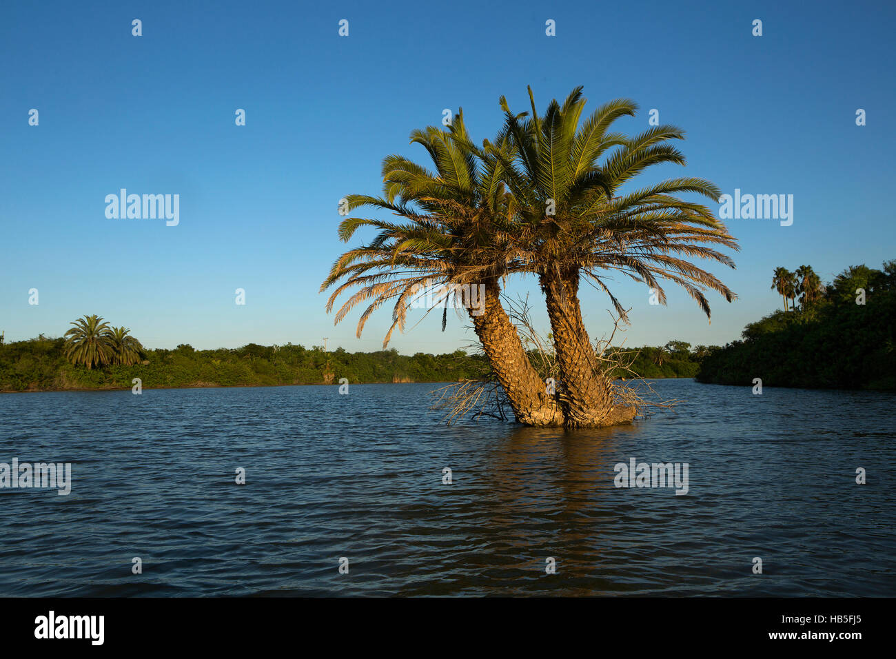 Palm tree rio grande valley texas hi-res stock photography and images ...