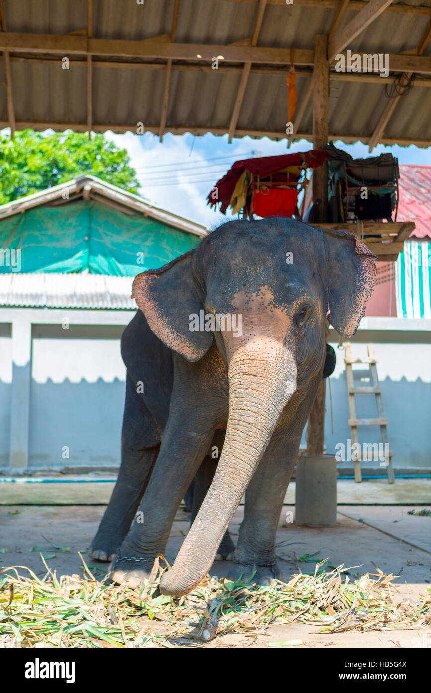Elephant swaying. Tourist attraction in Koh Chang. Thailand Stock Photo ...