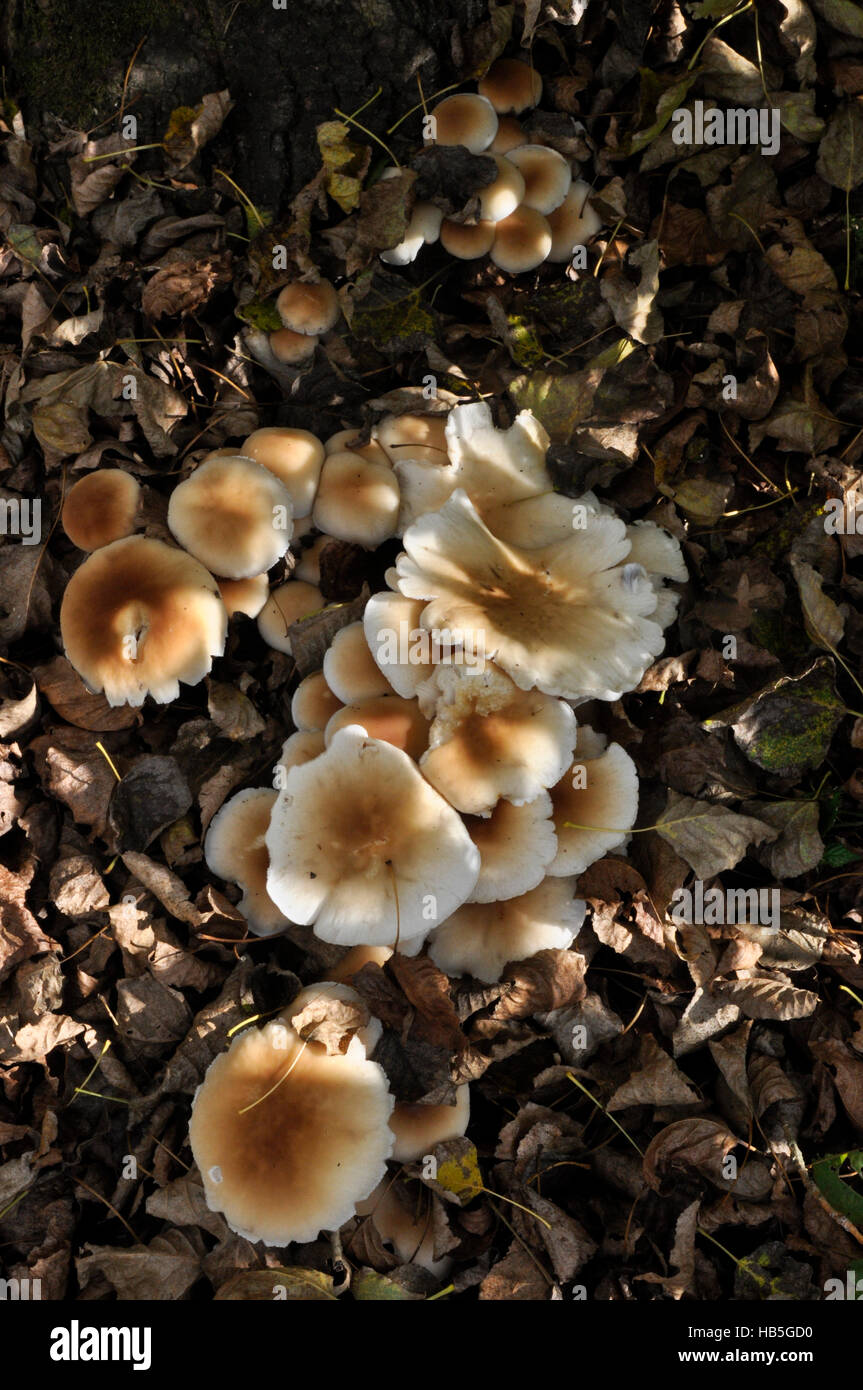 Toadstools from above hi-res stock photography and images - Alamy