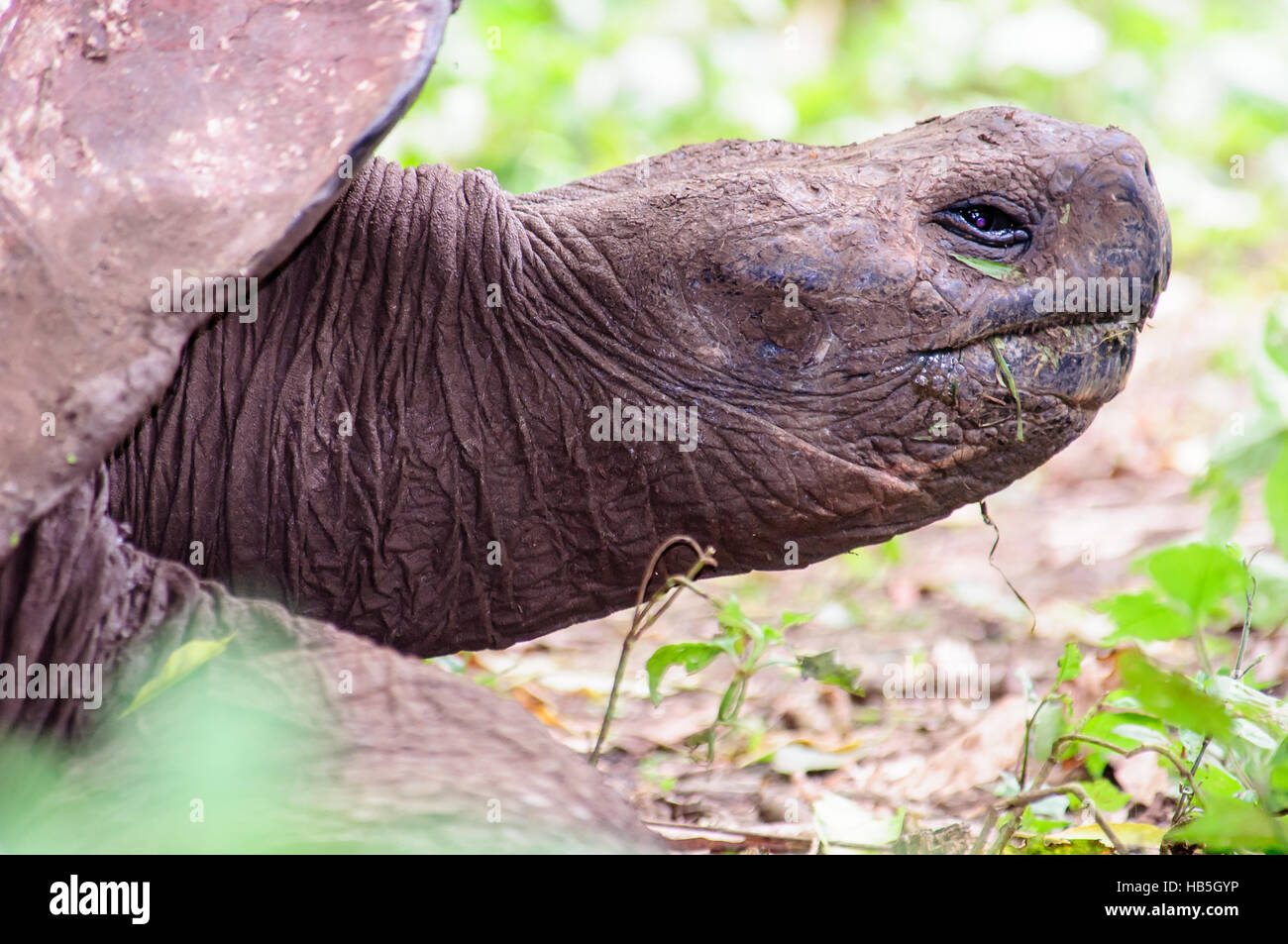 Head shot of the face of a Giant tortoise Stock Photo - Alamy