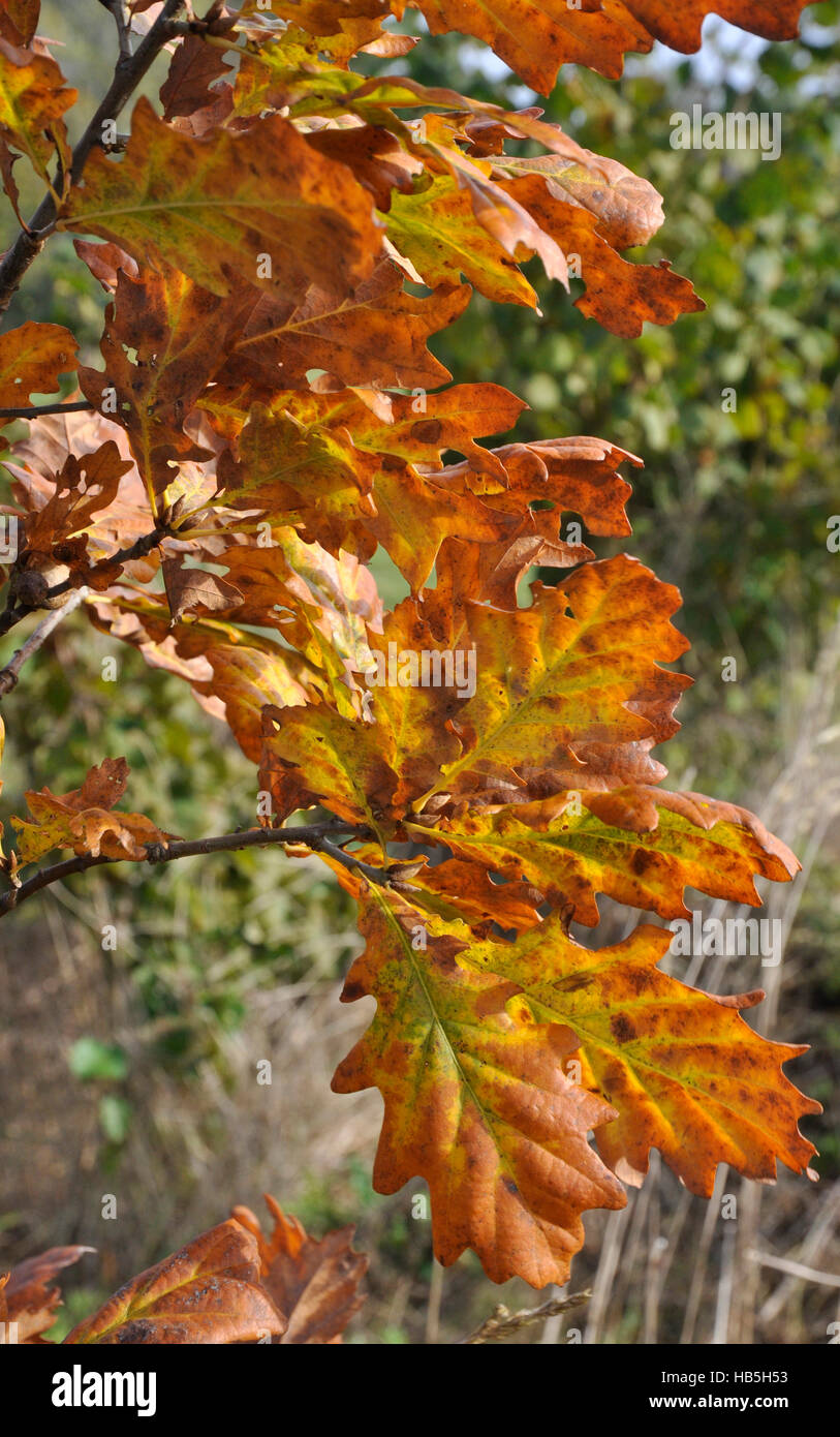autumn oak leaves Stock Photo - Alamy