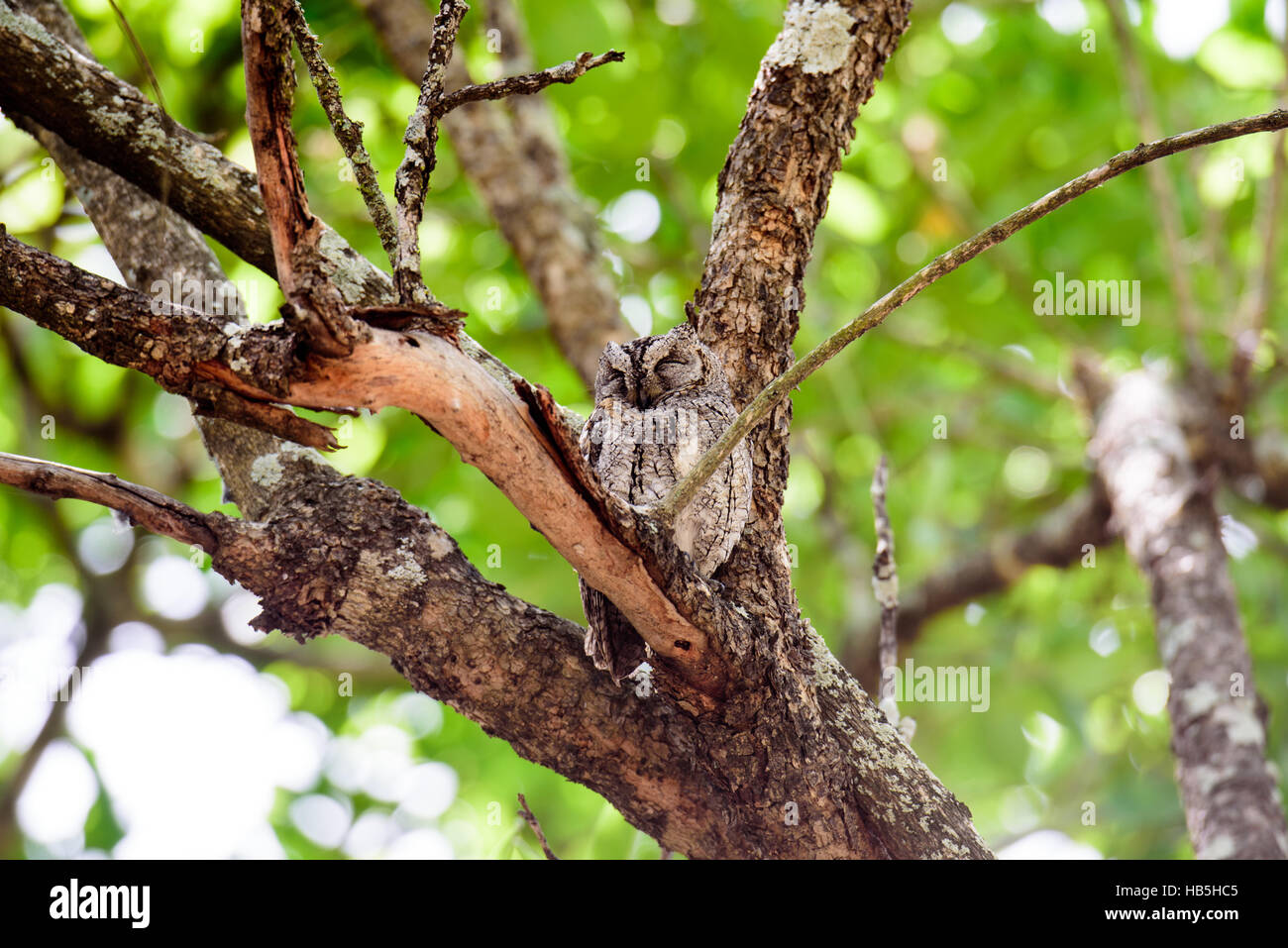African scops owl resting in a tree Stock Photo - Alamy