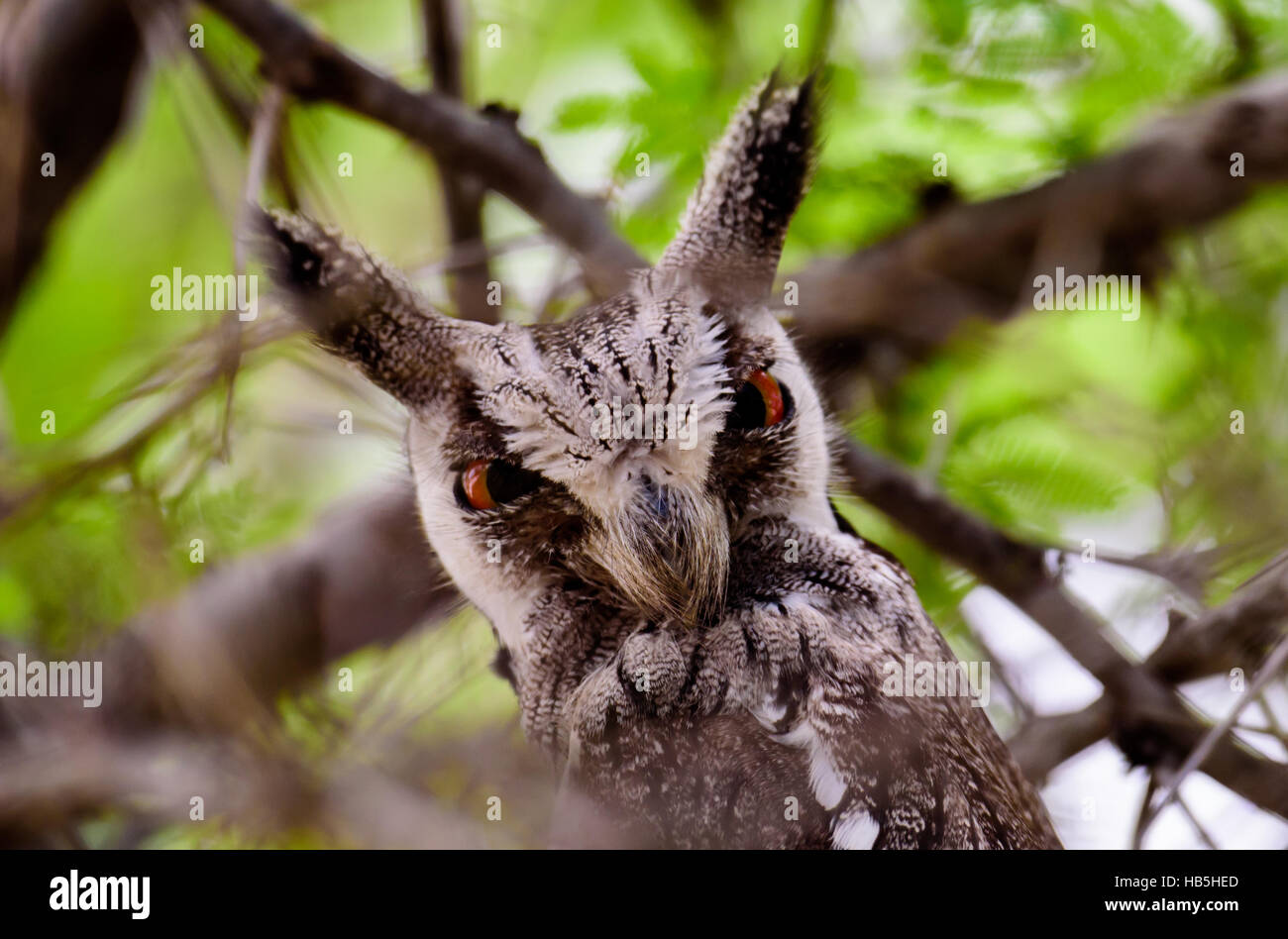 Close up of owl face hi-res stock photography and images - Alamy
