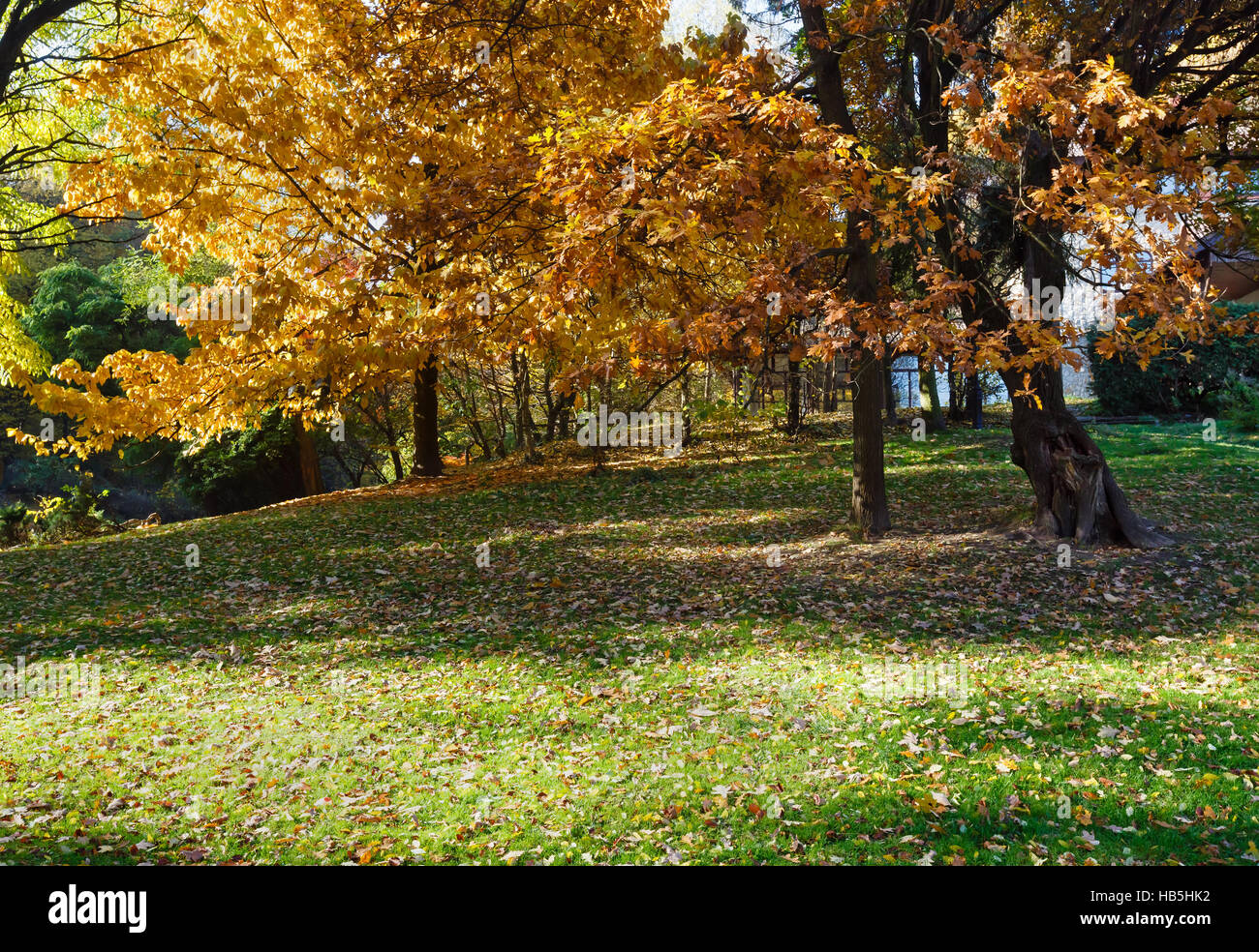 Autumn oak tree in park Stock Photo - Alamy