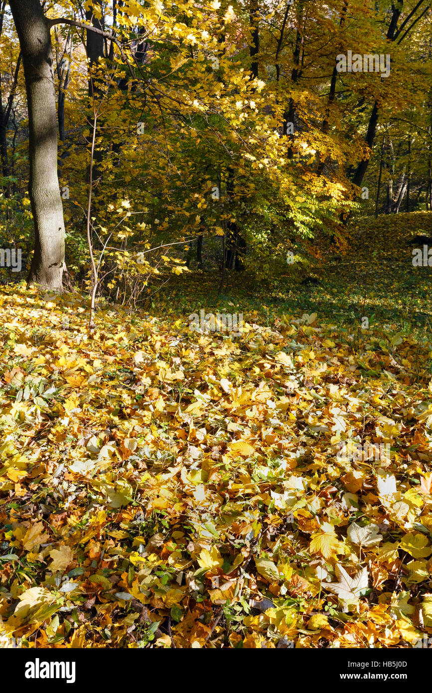 Autumn maple tree forest Stock Photo - Alamy