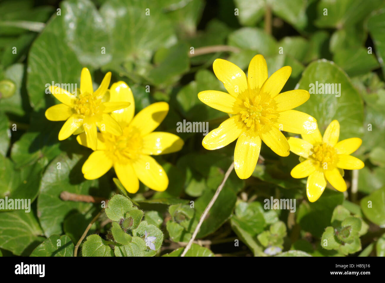 Ranunculus ficaria, Lesser celandine Stock Photo - Alamy