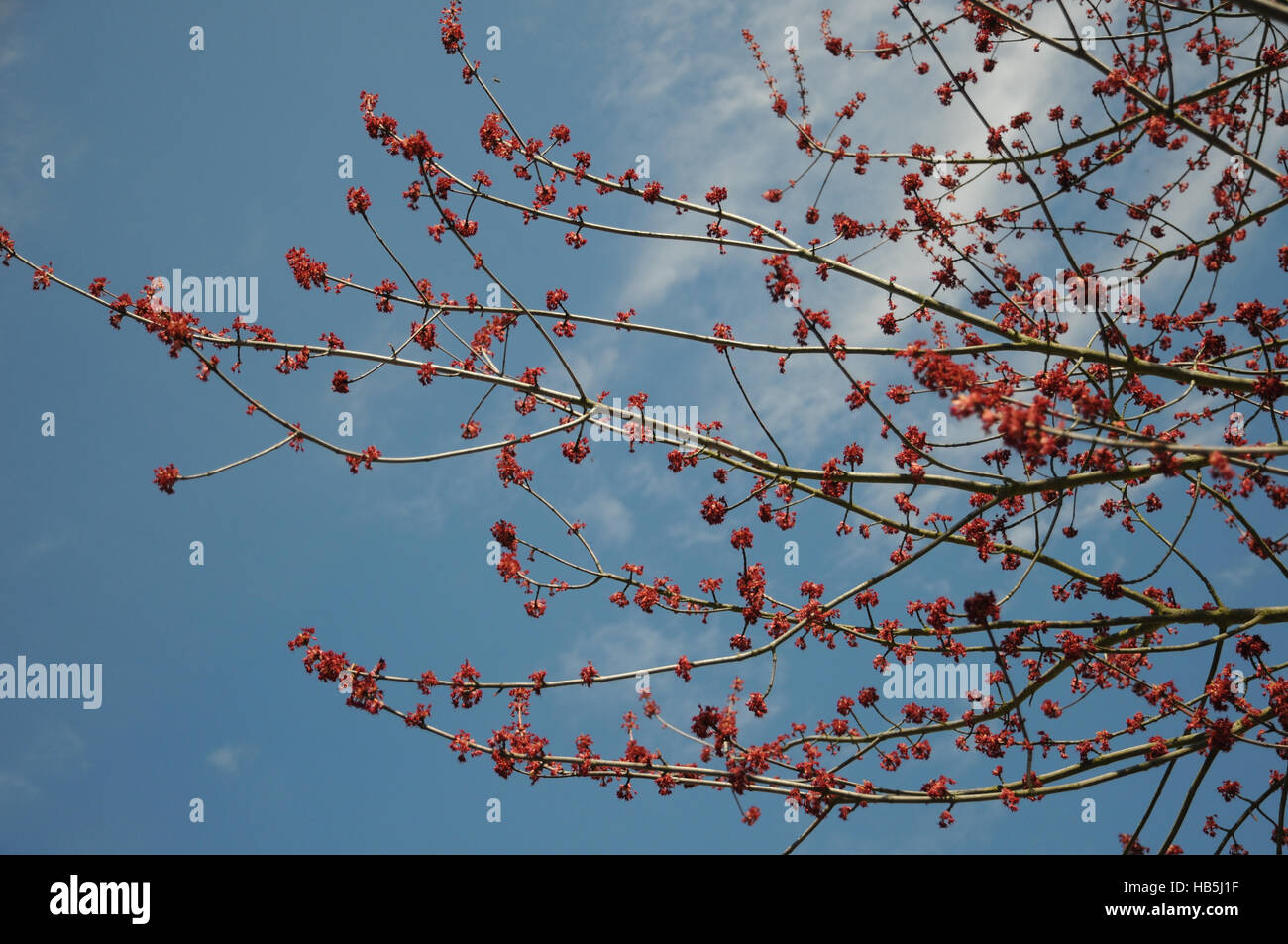 Acer rubrum flower hi-res stock photography and images - Alamy