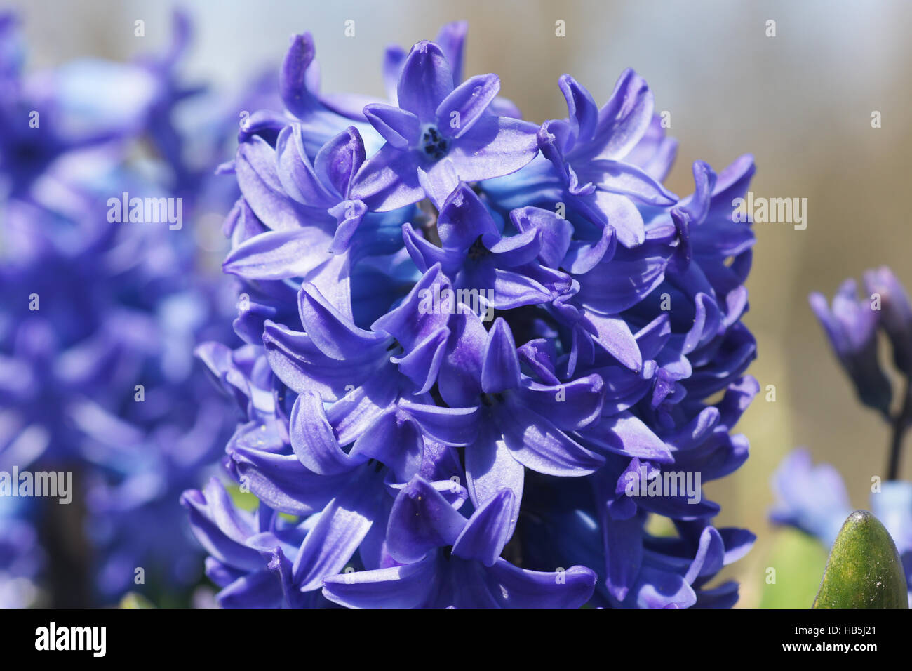 Hyacinthus orientalis, Hyacinth Stock Photo - Alamy