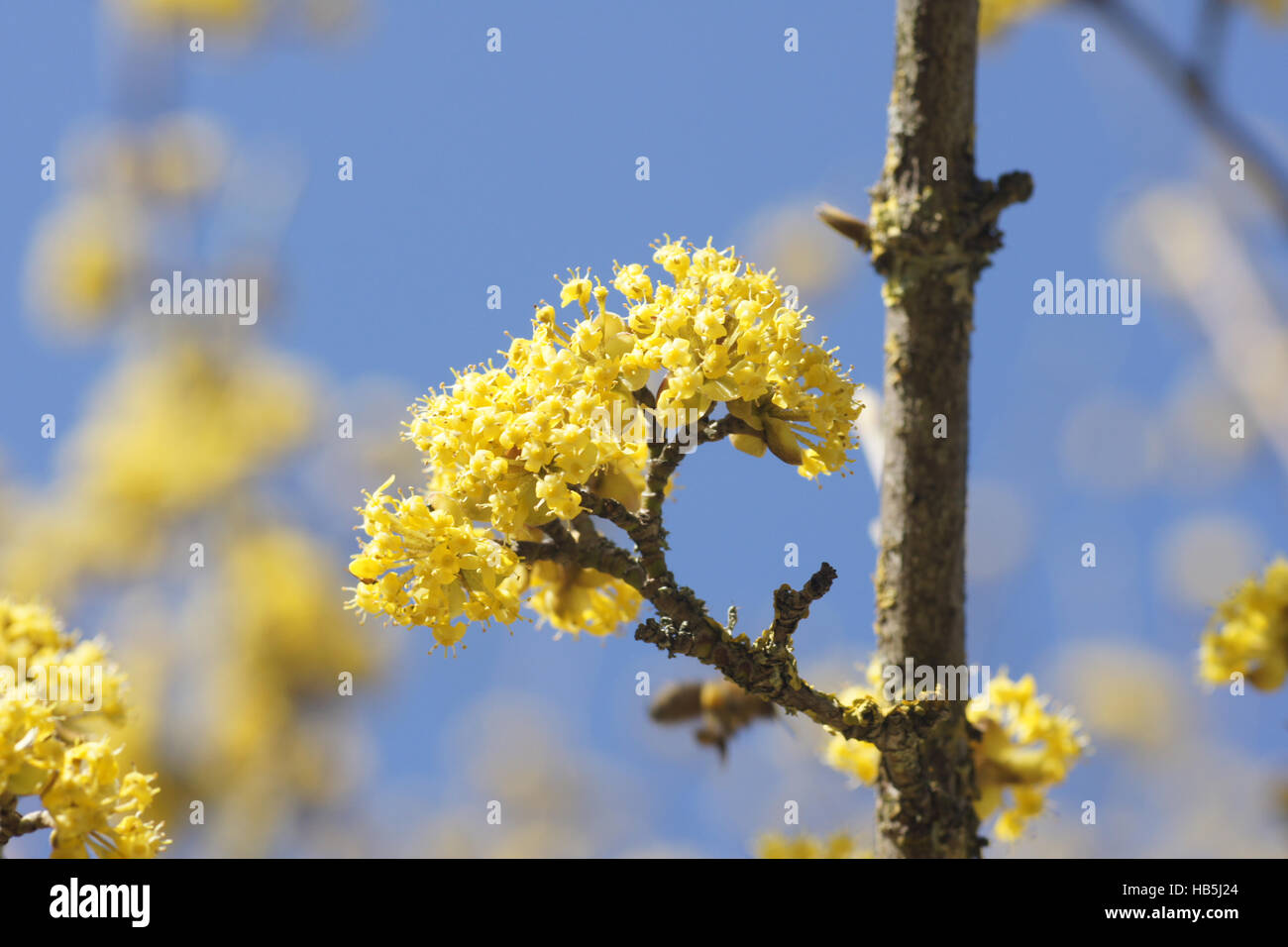 Cornus mas flower shrub hi-res stock photography and images - Alamy