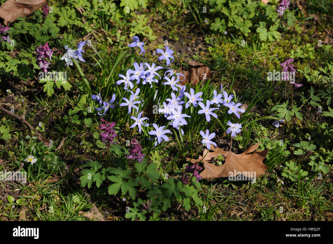 Scilla bifolia, Alpine squill Stock Photo - Alamy