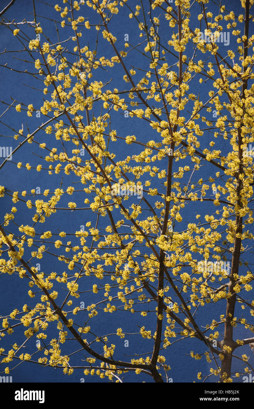 Cornus mas pflanze hi-res stock photography and images - Alamy