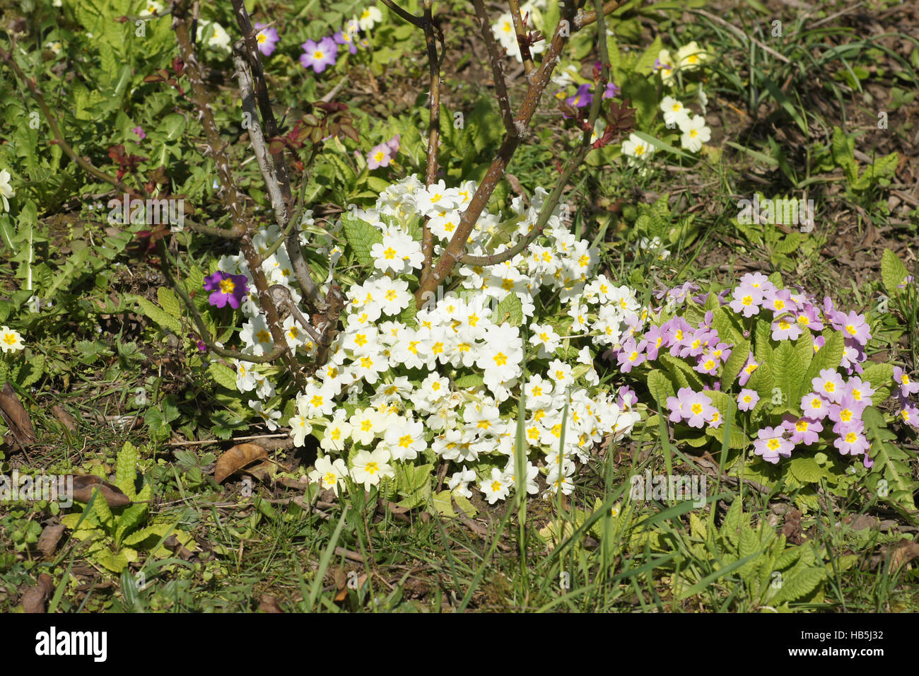 Primula acaulis, Primrose Stock Photo - Alamy
