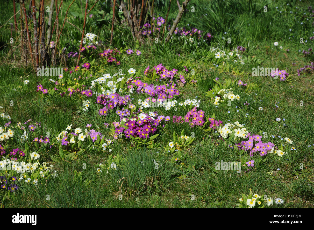 Primula acaulis, Primrose Stock Photo - Alamy