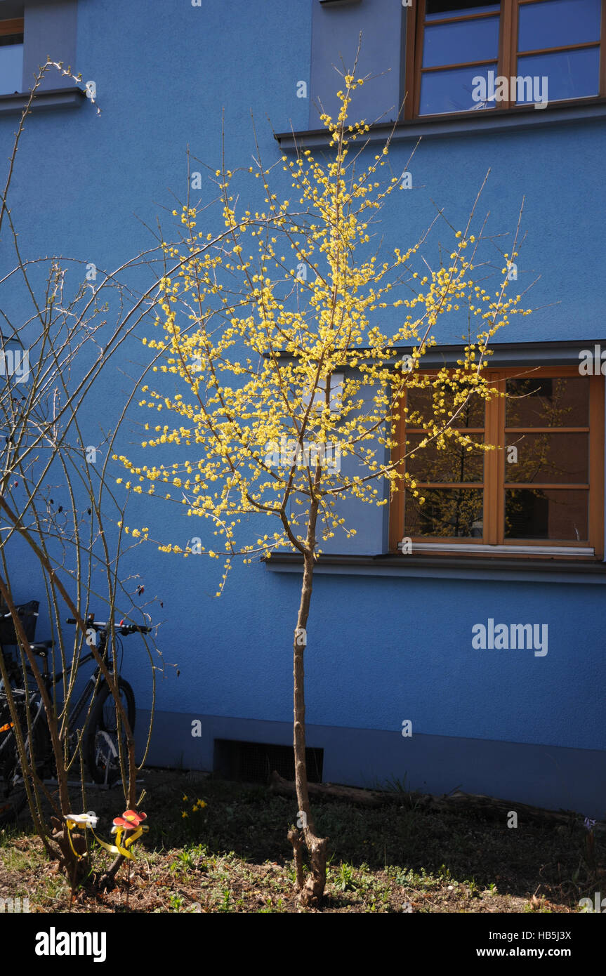 Cornus mas, European cornel, standart tree Stock Photo - Alamy
