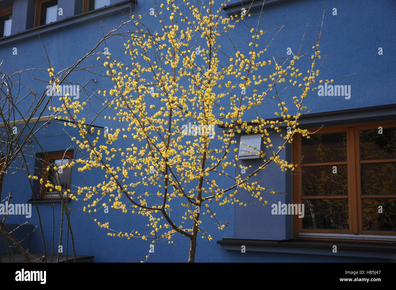 Cornus mas, European cornel, standart tree Stock Photo - Alamy